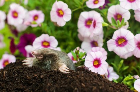 Moles In The Garden True Guard Pest And Wildlife