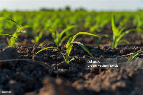 어린 옥수수 식물은 어두운 토양을 뚫고 활기찬 시골 들판에서 햇빛을 향해 손을 뻗습니다 이 장면은 성장과 농업 생활의 본질을 포착합니다 0명에 대한 스톡 사진 및 기타