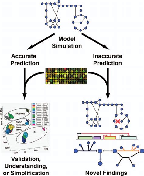 Potential Outcomes From Simulation And Analysis Of Genome Scale Models Download Scientific
