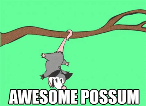 Awesome Possum  Awesome Possum Awesome Possum Discover And Share S