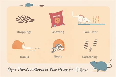 6 Signs Of A Rat Or Mice Infestation In Your Home