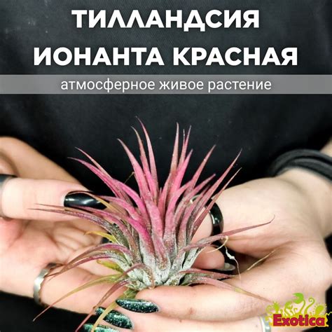 Тилландсия купить на OZON по низкой цене
