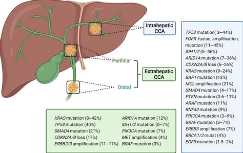The Molecular Pathogenesis And Targeted Therapies For