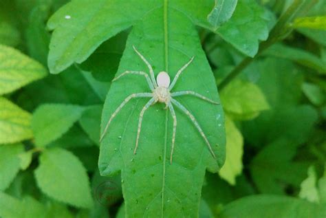 A Wild Albino Spider By Adriankain On Deviantart