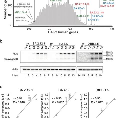 Experimental Validation Of Codon Optimization Of The S Gene A The Download Scientific Diagram