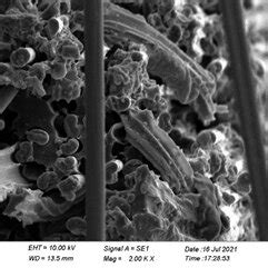 SEM Image Of The Cross Section Of CFRP Strip After Immersion For 60days Download Scientific
