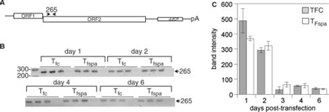 Timecourse Of L1 Rna Expression 143b Cells Were Transfected With Download Scientific Diagram