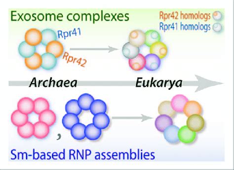 An Evolutionary Parallel In Another RNa Associated System The Archaeal Download Scientific
