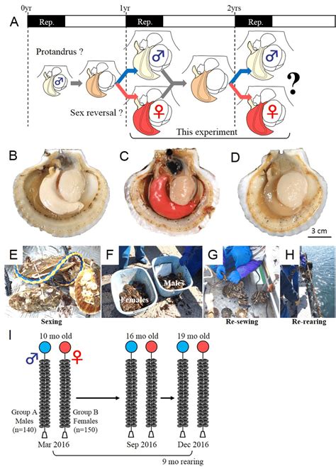 Overview Of The Analysis Of Phenotypic Stability Of Sex In The Adult Download Scientific