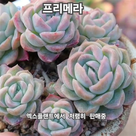 프리메라 다육이 다육식물 다육 Succulent 多肉植物 다육싸게파는곳 엑스플랜트 Youtube