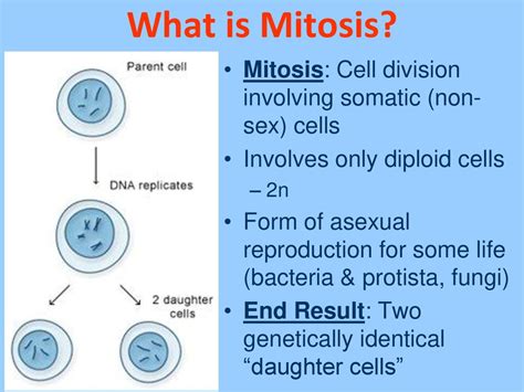 Mitosis Ppt Download