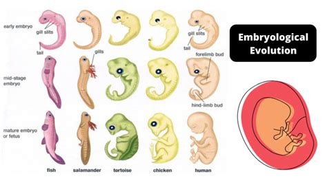 Embryological Evolution Biology Notes Online