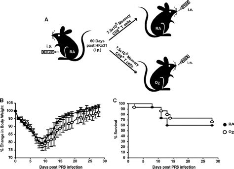Prophylactic Administration Of Virus Specific Memory Cd8 ϩ T Cells Download Scientific Diagram