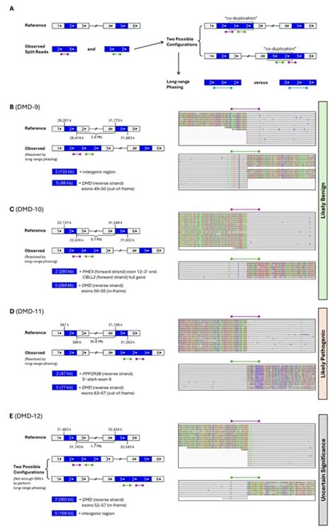 重新审视dmd基因重复变异的致病性长读长测序揭示高频率非串联重复 Grandomics希望组