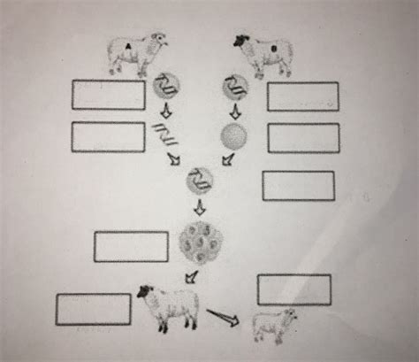 Reproductive Cloning Diagram Quizlet