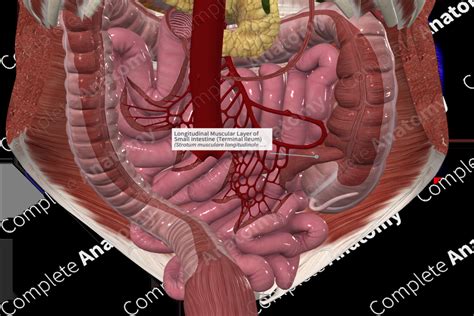 Terminal Ileum Diagram