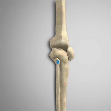 Hamstrings Group Attachments And Actions 3d Muscle Lab