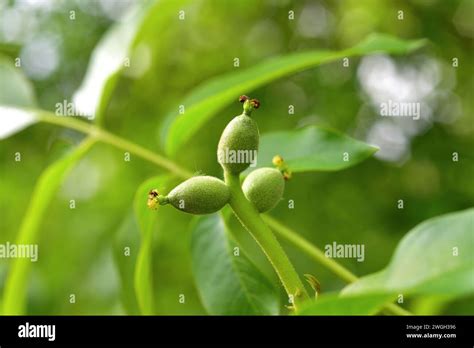Common Walnut Juglans Regia Is A Deciduous Tree Native To Asia Its