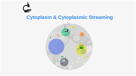 Cytoplasm And Cytoplasmic Streaming By Gabriella Endres On Prezi