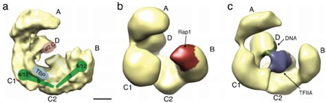 Location Of Critical Components Of The Initiation Process Within