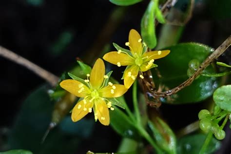 Hypericum Mutilum Dwarf St Johns Wort Wildflowers Of The National Capital Region