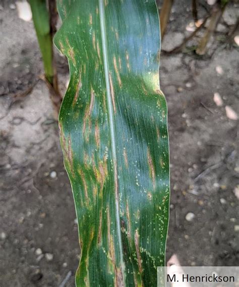Gray Leaf Spot