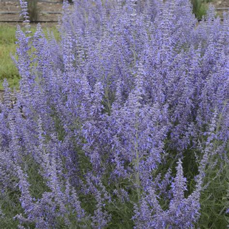 Denim N Lace Russian Sage Perovskia Atriplicifolia Proven Winners