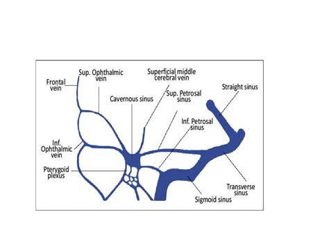 Cavernous Sinus Anatomy And Clinical Significance Pptx