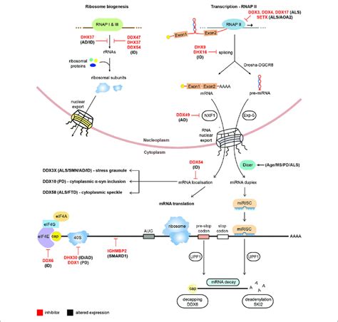 Pathological Roles Of Rna Helicases In Non Microsatellite Download Scientific Diagram