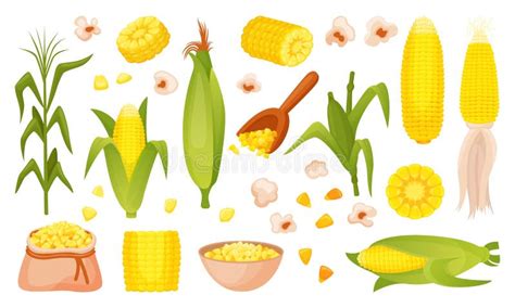 Corn Plants Spikelets Corns Cobs And Grains Farm Market Product