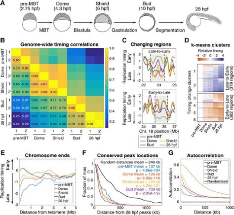 Replication Timing Is Dynamically Regulated Throughout Development A