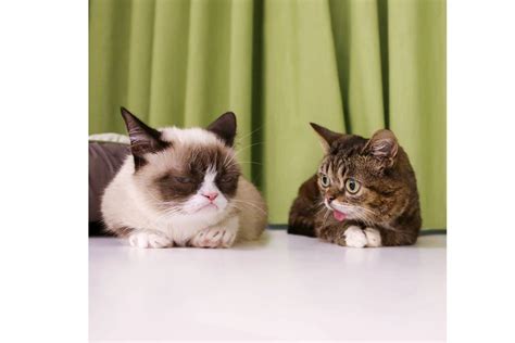 Lil Bub With Famous Grumpy Cat Adorable Pictures Of Lil Bub Internets Famous Cat Who Passed