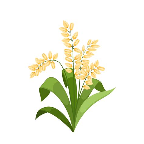 Rice Plant Cartoon Vector Illustration 17414860 Vector Art At Vecteezy Rice Plant Cartoon Vector Illustration 17414860 Vector Art At Vecteezy