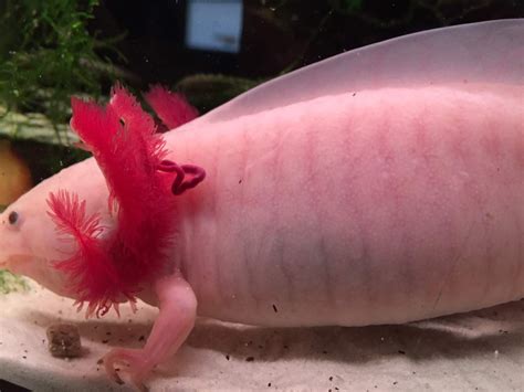 Mexican Axolotl Albino Red Feathery External Gills 47 OFF