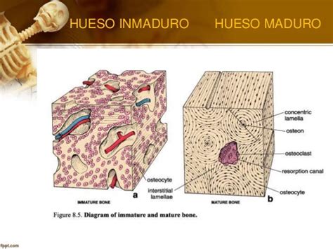 Tejido Oseo