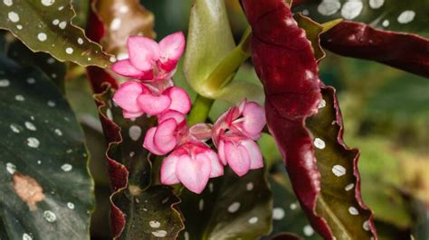 Ways To Propagate Begonia Step By Step Guide Babe Of Garden
