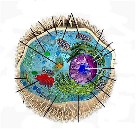 Anatomy Unit 2 Eukaryotic Cell Anatomy Diagram Quizlet