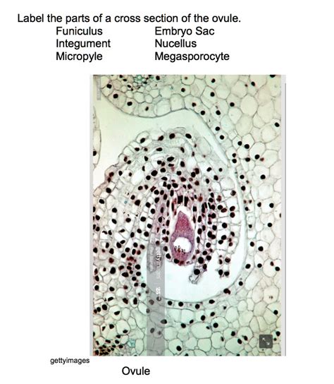 Solved Label The Parts Of A Cross Section Of The Ovule Funiculus Embryo Sac Integument