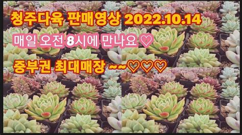 청주다육 판매영상 20221014 🤗🤗 중품다육 어떤게 있나 다육식물 다육매장 Succlents Suculentas Youtube