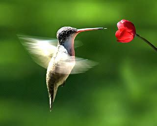 Tierra De Leyendas El Colibrí Maya