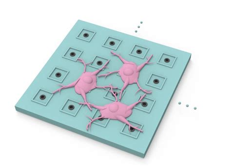 Drawing A Synaptic Connection Map Of A Biological Neural Network Is An Important Problem