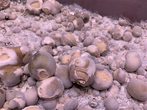 [actives] Pe Blobs R Mushroomgrowers