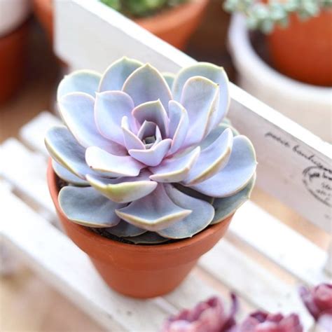75 Common Types Of Succulents With Pictures And Names