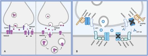 Advances In Neurobiology A In Nmdar Antibody Encephalitis Under