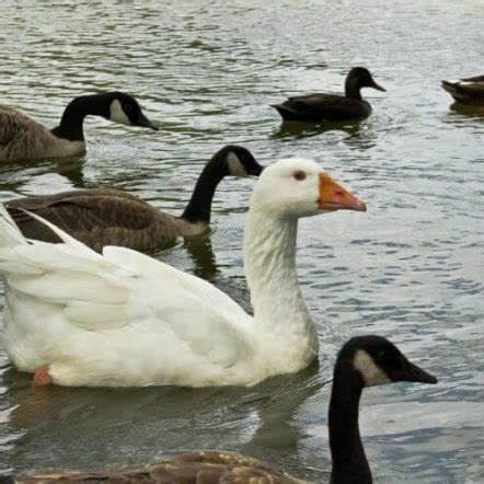 The Differences Between Ducks Geese And Swans