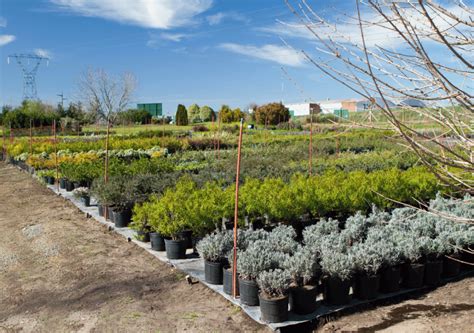 Plant Of The Month Globe Cedar Greenhouse To Garden