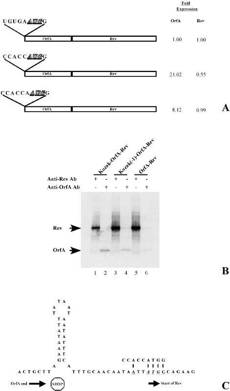 Effect Of Altering The Consensus Kozak Sequence In The Bicistronic Download Scientific Diagram