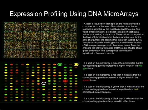 Ppt Expression Profiling Using Dna Microarrays Powerpoint