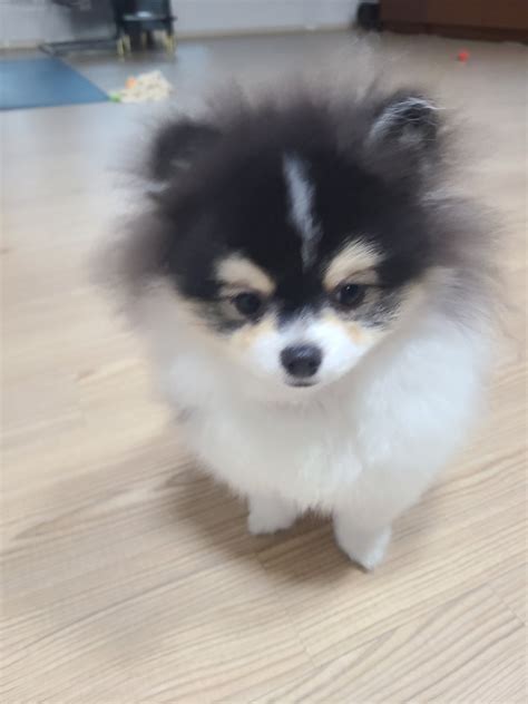 내눈에 너무 귀여운 강아지 포텐 터짐 최신순 에펨코리아