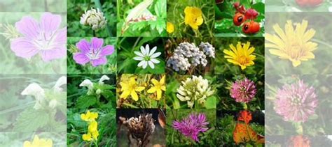 Семена многолетних трав купить в Барнауле Товары для дома и дачи Авито